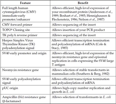 Pcdna33 Topo 北京华越洋生物