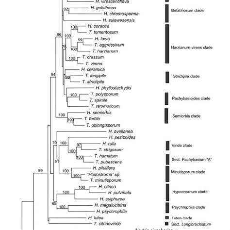Isolation Of Trichoderma Spp On Pda And Trichoderma Selective Medium Download Scientific Diagram