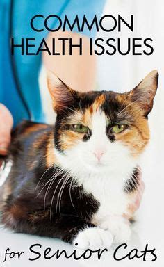 Common Health Issues Common Health Issues For Senior Cats Canidae
