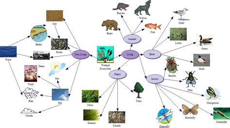 Ecosystem Concept Map Example Mind Map Edrawmind Vrogue Co