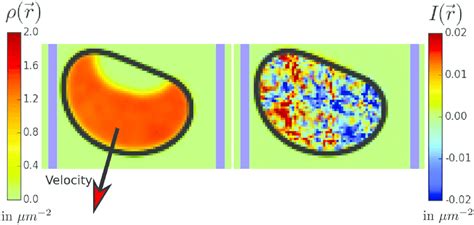 Elements Of Our Model The Cell Shape Is Tracked By A Phase Field ϕr