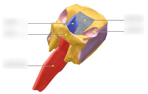 Ethmoid Bone Diagram Quizlet
