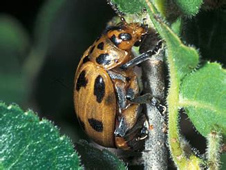 Diamphidia Arrow Poison Beetles