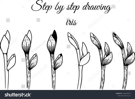 How Draw Iris Step By Step Stock Vector Royalty Free 1926453818