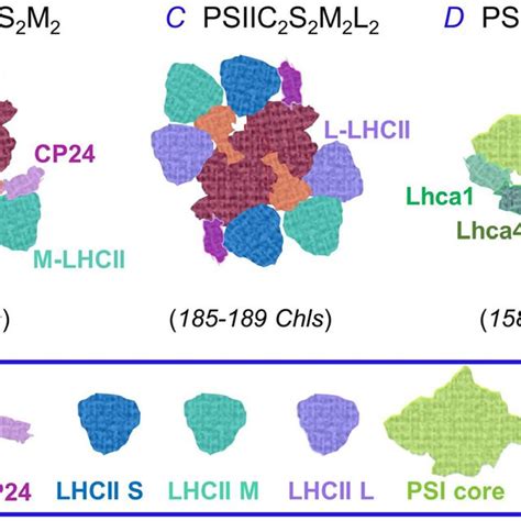 The Photosystems Both Psi And Psii In Plants Shown In Different