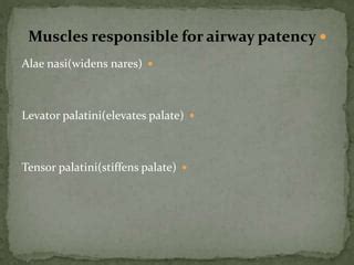 Anatomy Of The Upper Airway Ppt
