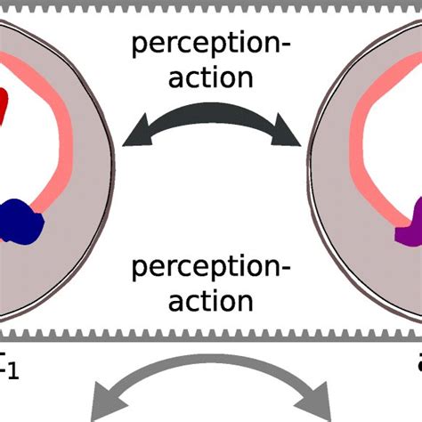 Enactive Social Cognition Download Scientific Diagram