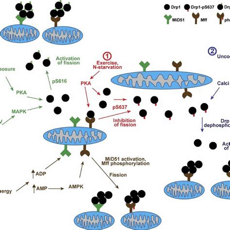 Metabolic Regulation Of Mitochondrial Fusion Mitochondrial Fusion
