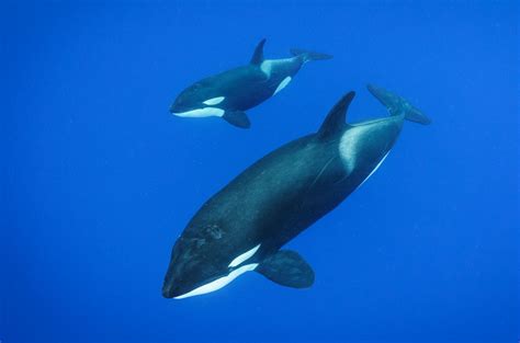 Killer whale moms protect their sons from fights with other whales ...