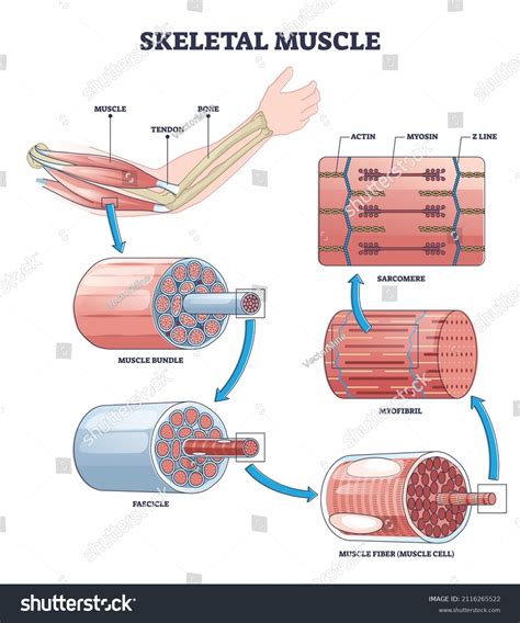 Skeletal Muscle Cell Structure