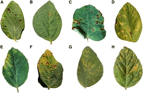Applications Of Next Generation Sequencing For Large Scale Pathogen