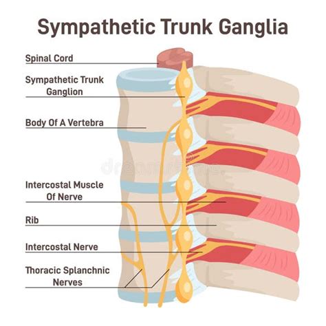 Lumbar Sympathetic Stock Illustrations 113 Lumbar Sympathetic Stock