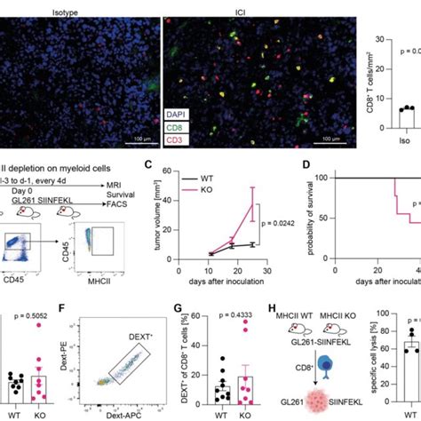 Myeloid Mhcii Expression Drives Cytotoxicity Of Tumor Reactive Cd8 T