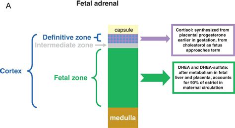 Hypothalamic Pituitary Adrenal Axis In Neonates Clinical Tree