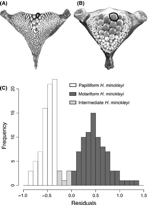 The Lower Pharyngeal Jaw Of Papilliform A And Molariform B Download Scientific Diagram