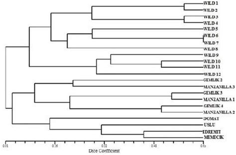 upgma dendrogram based on the sorensen dice similarity index