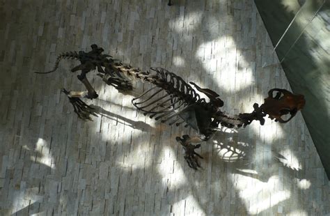 Kumtuks Tahlkie Fossil Vertebrate Of The Month Panthera Atrox