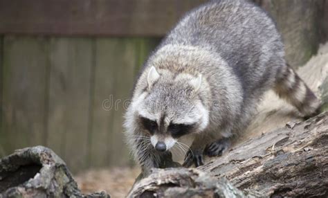 Mapache Oso Que Se Lava Y X28 Lotorand X29 Del Procyon Imagen De