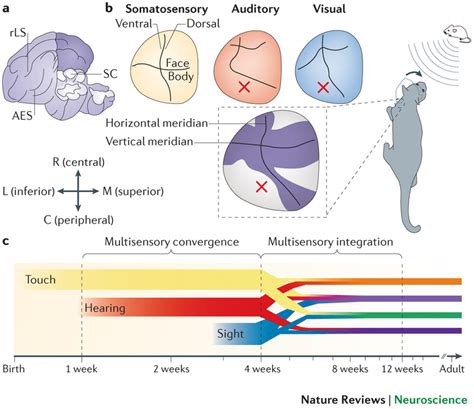 The Organization And Development Of The Multisensory Superior