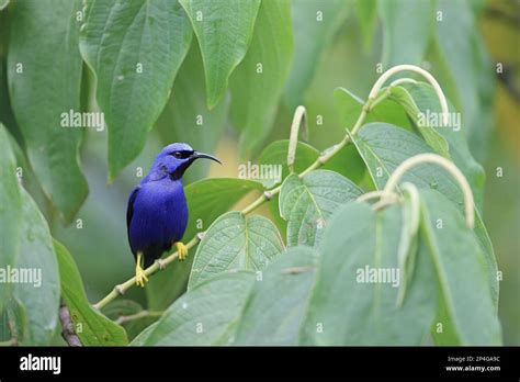 Purple Honeycreeper Cyanerpes Caeruleus Purple Honeycreepers Purple