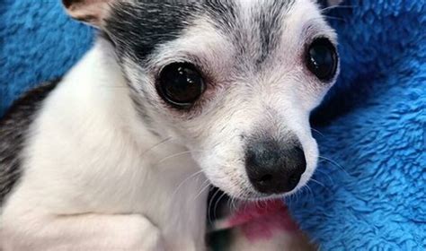 Hambutu Memm Pääses Puurist Ja õppis Usaldama Lemmikloom