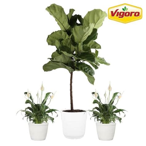 Vigoro 10 In Fiddle Leaf Lyrata Standard And 2 6 In Spathiphyllum Peace Lily Plant In White