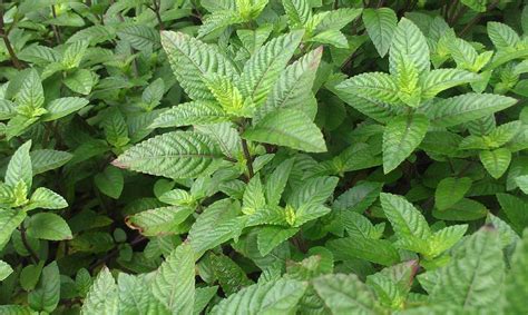 People 仙草 是百草茶的一種 傳統上 是將曬乾後的莖葉 加水煮成仙草茶飲用或將乾燥的莖葉 煮個二三個鐘頭 將仙草汁 加入2的澱粉 糊化後 製成黑色的仙草凍 仙草 3 4月定植 9