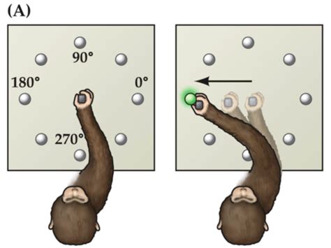 3 Movement Execution And Control Flashcards Quizlet