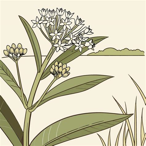 Milkweed Plant Illustration