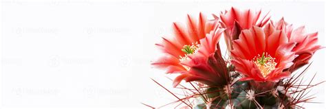 Stenocactus With Copy Space Photorealistic Stenocactus Plant Isolated