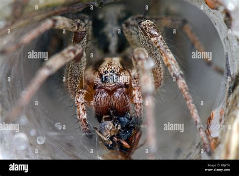 Grass Funnel Weaver Maze Spider Agelena Labyrinthica With Prey In