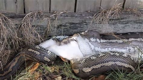 Python Dislocates Jaw And Slowly Devours House Cat In Brisbane Backyard