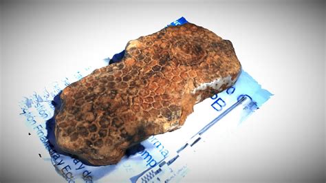 Roseta De Gliptodonte Mojocoya Download Free 3d Model By Eddy Laura Flores Ciencia Y Arte 3d