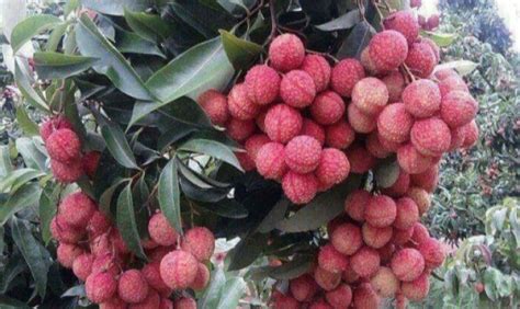 Cara Menanam Leci Dari Biji Cara Menanam