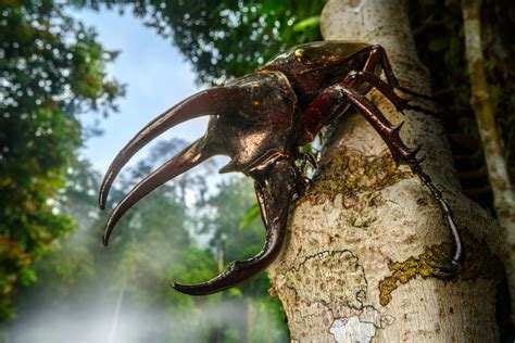 Home Nick Garbutt Nick Garbutt On Line