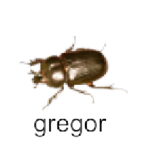Hi Welcome To Chilis Discover 470 Bugs With Names Ideas On This