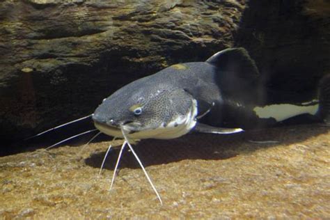 10 Characteristics Of Catfish Wildlife Informer