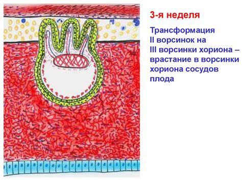 Эмбриология человека - презентация онлайн