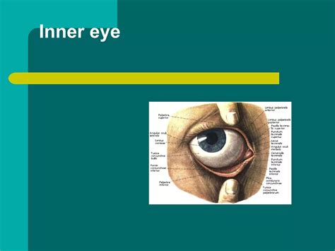 Anatomy Of Eye Pdf