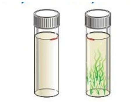 Algae Test Kit At ₹ 3770number Bacteria Detection Kit In Ankleshwar Id 18041917673