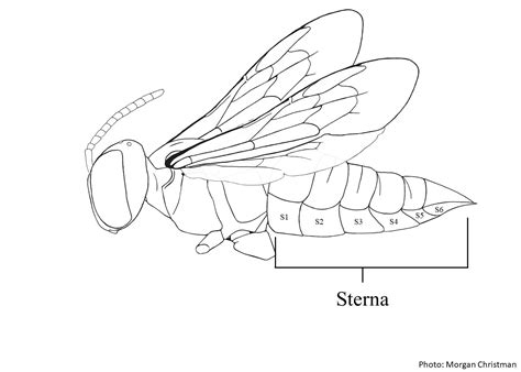 Bee Morphology Exotic Bee Id