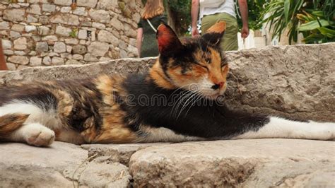 Dubrovnik Croatia August 14 2022 A Tricolor Cat With Black Red