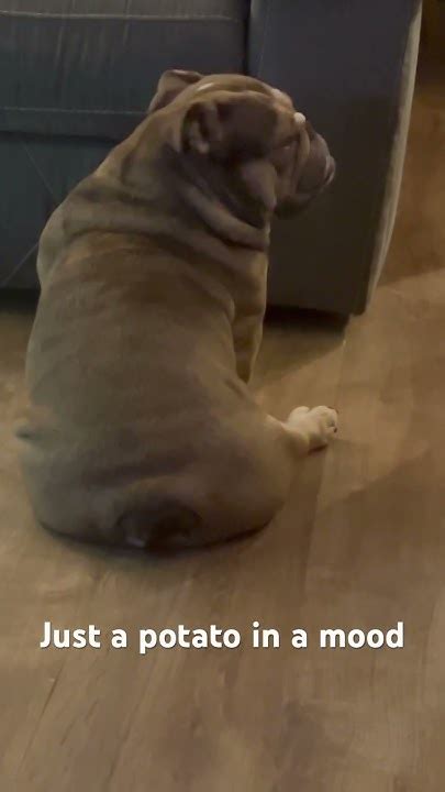 Bulldog Potato Youtube