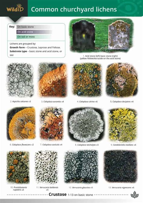 Lichens For Beginners Field Studies Council