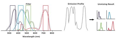 Unlocking Insights The Vital Role Of Unmixing Algorithms In Spectral Flow Cytometry