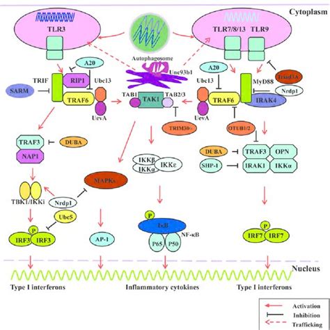 Pdf Recognition Of Pathogen Associated Nucleic Acids By Endosomal Nucleic Acid Sensing Toll