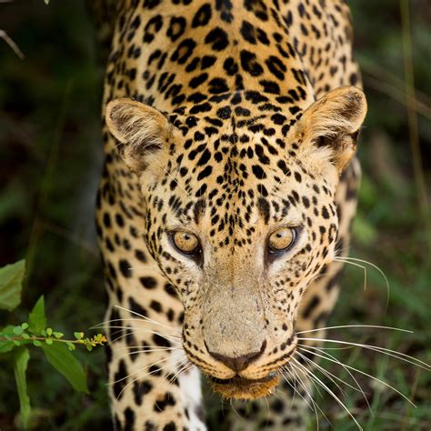 13 Day Sri Lanka Photography Tour Best Sri Lanka Safari Natural