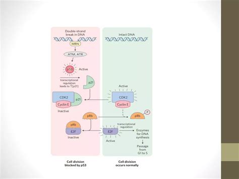 Cyclin Dependent Kinases Pptx Endocrine And Metabolic Diseases