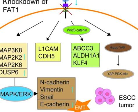 El Planchon 《 Opiniones