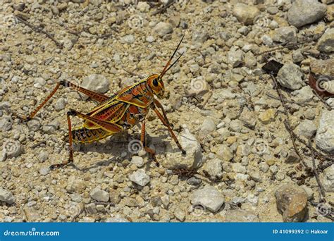 Eastern Lubber Grasshopper Florida Lubber A Yellow Grasshopper With